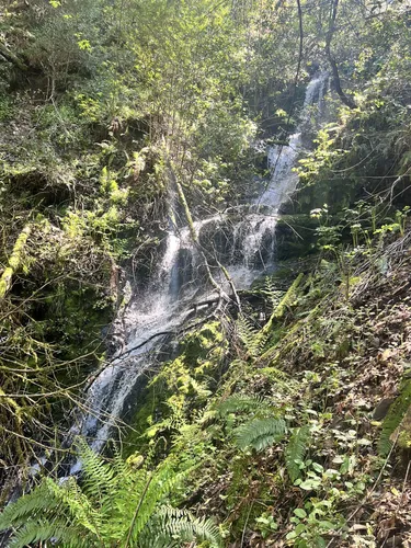 Best Easy Trails in Samuel P. Taylor State Park | AllTrails