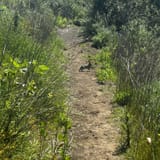 Ocean Overlook Loop, California - 1,003 Reviews, Map | AllTrails