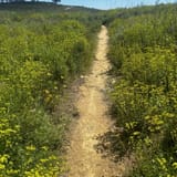 Ocean Overlook Loop, California - 1,000 Reviews, Map | AllTrails