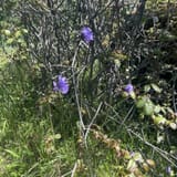 Old Flume Trail (Red Shack Trail), California - 810 Reviews, Map ...