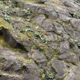 Fall Creek Falls Trail, Oregon - 336 Reviews, Map | AllTrails