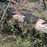 Fall Creek Falls Trail, Oregon - 375 Reviews, Map | AllTrails