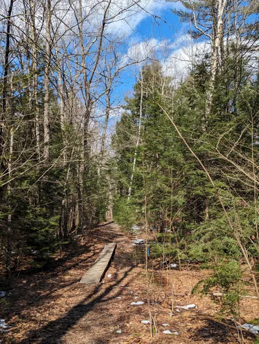 Best Hikes and Trails in Rines Forest | AllTrails