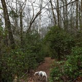 Stepstone Falls via Ben Utter Trail, Rhode Island - 1,566 Reviews, Map ...