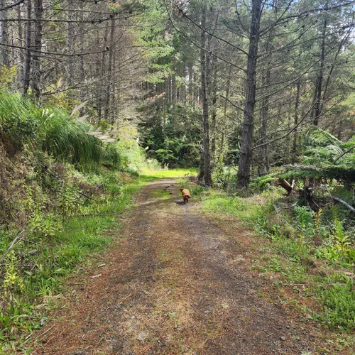 Best Dog Friendly Trails in Riverhead Forest | AllTrails