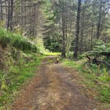 Barlow Road Loop, Auckland, New Zealand - 433 Reviews, Map | AllTrails