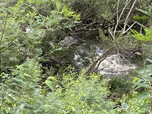 Best Hikes and Trails in Jimna State Forest | AllTrails