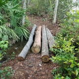 Graham Swamp Trail, Florida - 358 Reviews, Map | AllTrails