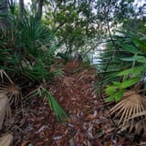 Graham Swamp Trail, Florida - 358 Reviews, Map | AllTrails