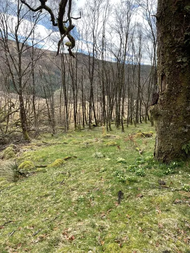 Best Hikes and Trails in Ariundle Oakwood National Nature Reserve ...