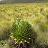 Mount Satima via Dragon's Teeth, Nyandarua, Kenya - 28 Reviews, Map ...