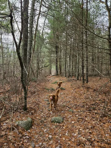 Best Kid Friendly Trails in Freetown Fall River State Forest | AllTrails
