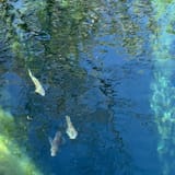 Jacob’s Well Trail, Texas - 406 Reviews, Map | AllTrails