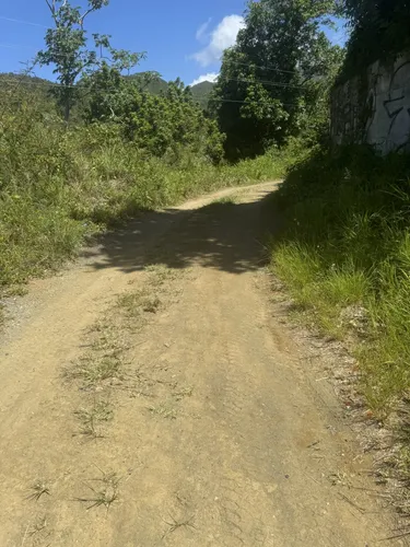 Maricao State Forest: de beste routes om te wandelen | AllTrails