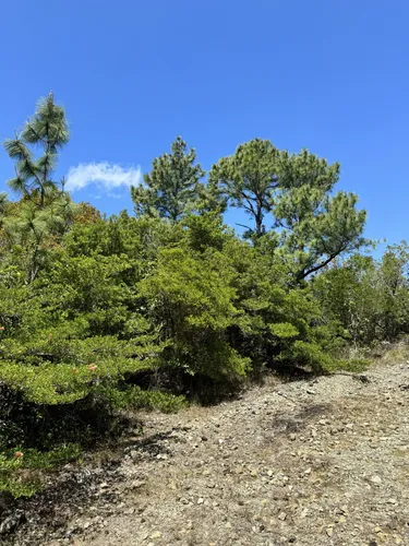 Maricao State Forest: de beste routes om te wandelen | AllTrails