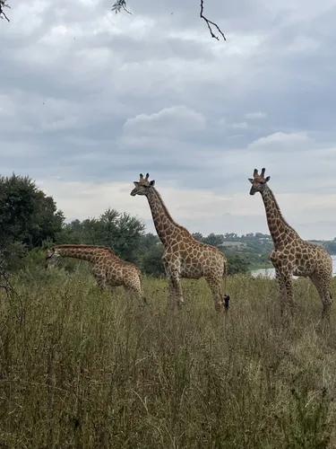 Best Bird Watching Trails In Zwartkop Alltrails