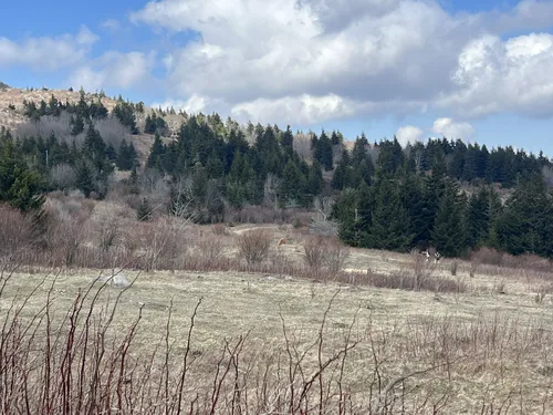 Best Forest Trails in Mount Rogers National Recreation Area | AllTrails