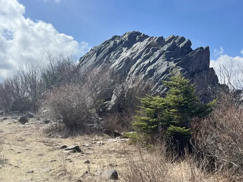 Best Forest Trails in Mount Rogers National Recreation Area | AllTrails