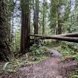 Tall Trees Grove Loop Trail, California - 2,156 Reviews, Map | AllTrails