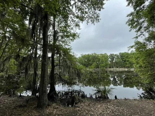 Best Forest Trails in Jean Lafitte National Historical Park and ...