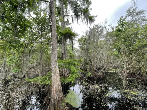 Best Forest Trails in Jean Lafitte National Historical Park and ...