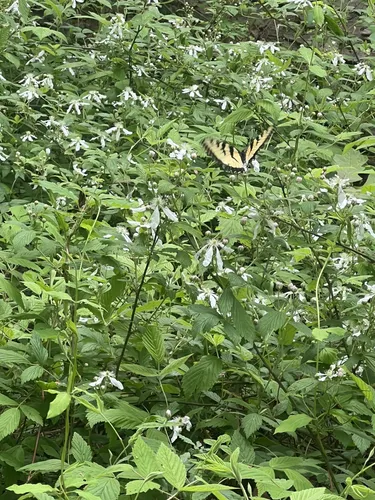 Best Forest Trails in Madison | AllTrails