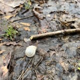 Bloodroot Trail, Indiana - 660 Reviews, Map | AllTrails