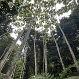 Angelito Trail, East Region, Puerto Rico - 656 Reviews, Map | AllTrails