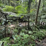 Angelito Trail, East Region, Puerto Rico - 656 Reviews, Map | AllTrails