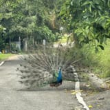 Angelito Trail, East Region, Puerto Rico - 656 Reviews, Map | AllTrails