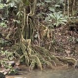 Angelito Trail, East Region, Puerto Rico - 656 Reviews, Map | AllTrails