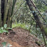 Angelito Trail, East Region, Puerto Rico - 656 Reviews, Map | AllTrails