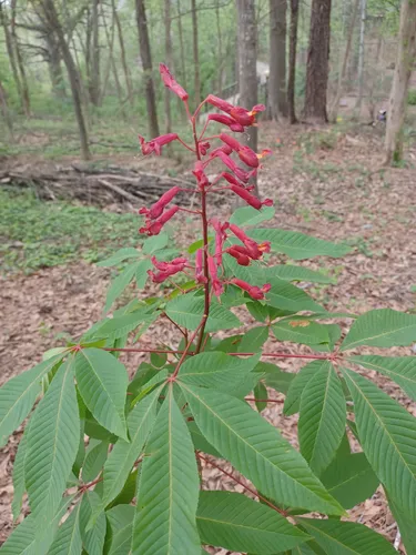 Best Hikes and Trails in Chastain Memorial Park | AllTrails