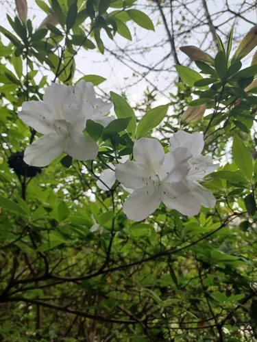 Best Hikes and Trails in Chastain Memorial Park | AllTrails