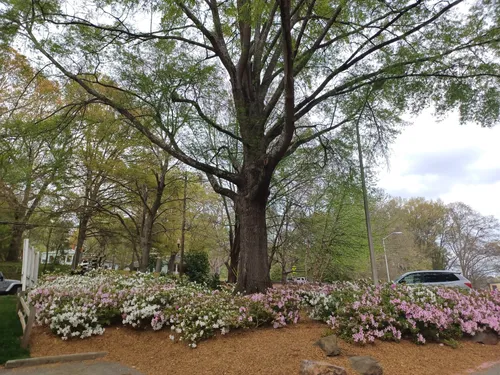 Best Hikes and Trails in Chastain Memorial Park | AllTrails