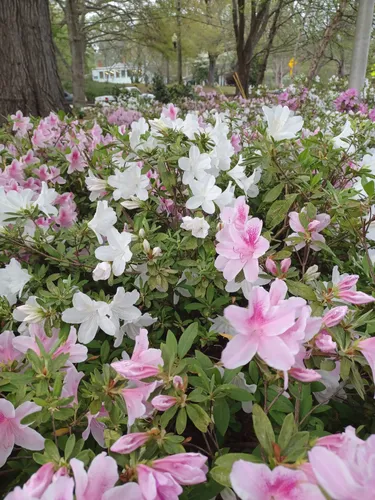 Best Hikes and Trails in Chastain Memorial Park | AllTrails