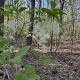 Moss Rock Preserve Trail, Alabama - 1,177 Reviews, Map | AllTrails