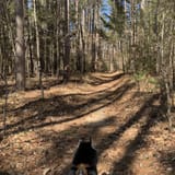 Cook Conservation Area Loop, Massachusetts - 936 Reviews, Map | AllTrails