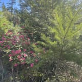 Tamanous Trail to PCT & Gillette Lake, Washington - 254 Reviews, Map ...