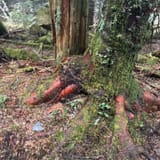 Double Spring Gap Shelter and Kuwohi via Appalachian Trail [CLOSED ...