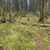 Double Spring Gap Shelter and Kuwohi via Appalachian Trail [CLOSED ...