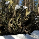 Circle Meadow Loop via Congress and General Sherman Tree Trail ...