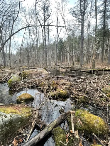 Best Views Trails in Upton State Forest | AllTrails