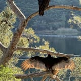 Lake Poway Loop Trail, California - 2,593 Reviews, Map | AllTrails