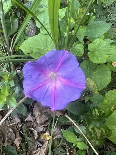 Best Hikes and Trails in Parque Julio E. Monagas | AllTrails