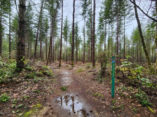 Best Hikes and Trails in Port Gamble Forest Heritage Park | AllTrails