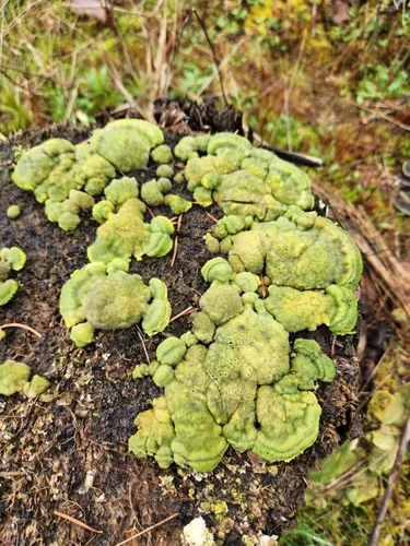 Best Hikes and Trails in Port Gamble Forest Heritage Park | AllTrails