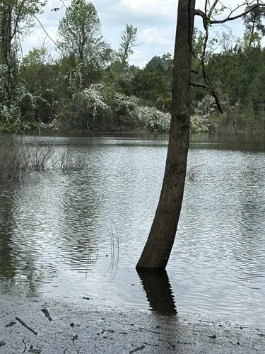 Best Hikes and Trails in Beech Island | AllTrails