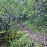 Olmstead Loop and Wendell Robie Trail, California - 2,926 Reviews, Map ...