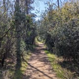 Olmstead Loop and Wendell Robie Trail, California - 2,926 Reviews, Map ...
